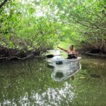 2-Hour Clear Kayak Mangrove Eco Tours, St Pete - A Detailed Look at What to Expect