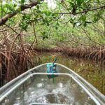 2 Hour Clear Kayak Tour at Emerson Point Preserve - The Itinerary in Detail