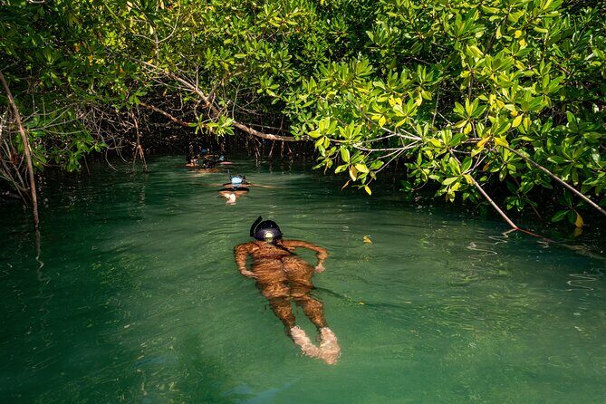 2 Hour Mangrove Kayak and Snorkel Tour - Why This Tour Offers Great Value