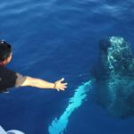 2-Hour Maui Whale Watch from Lahaina Harbor, Maui - Exploring the Auau Channel
