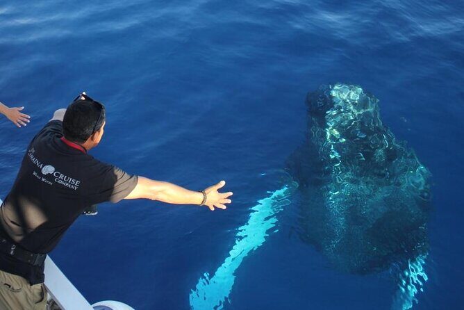 2-Hour Maui Whale Watch from Lahaina Harbor, Maui - Exploring the Auau Channel