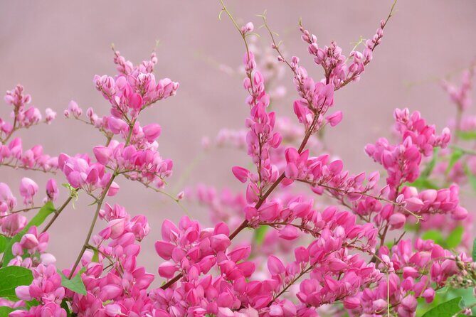 2 Hour Private Guided North Island Tour for singles or doubles - What You Can Expect