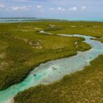 2 Hours Clear Kayaking Activity on Mangrove Cay - What to Expect on the Tour