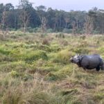2-Night Treehouse Tower Night Stay in Chitwan National park - What to Expect: A Day in the Jungle