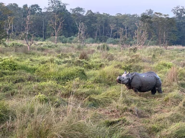 2-Night Treehouse Tower Night Stay in Chitwan National park - What to Expect: A Day in the Jungle