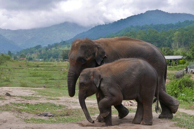 2D1N: ATV Ride, Elephant Sanctuary, Overnight in Stylish Dome - Transportation and Group Dynamics