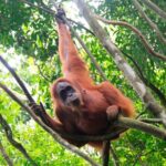 2D1N Jungle Trek | 2 Night accommodation | Pick up and drop off - What Sets This Tour Apart?