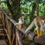 2x1: Monkeys Land Plus Drive a Dune Buggy in Puerto Plata - Why This Tour Offers Great Value