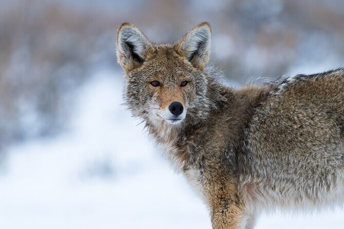 3 Day Guided Wildlife Photography Tour in Yellowstone - The Experience: Photography, Learning, and Responsible Wildlife Viewing