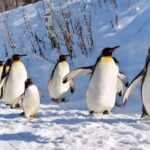 3-Day Small-Group Tour: Sapporo, Asahikawa, Furano & Otaru - What Makes This Tour Valuable for Travelers