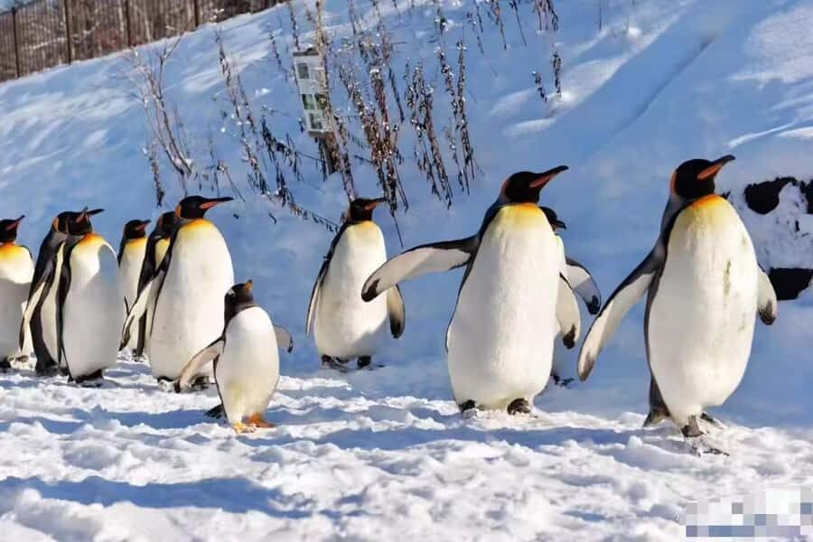 3-Day Small-Group Tour: Sapporo, Asahikawa, Furano & Otaru - What Makes This Tour Valuable for Travelers