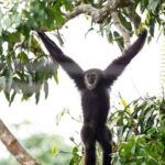 3 Day Wild Gibbon Adventure with Karen Community Homestay - Practical Aspects of the Tour