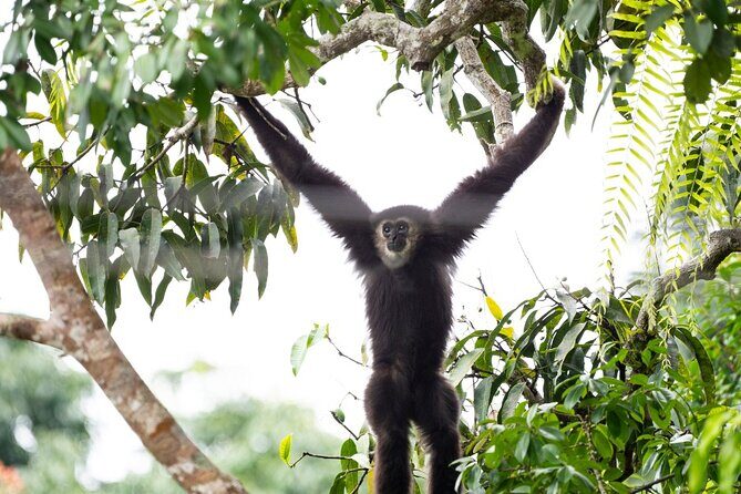 3 Day Wild Gibbon Adventure with Karen Community Homestay - Practical Aspects of the Tour