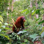 3 Days 2 Nights Orangutan Trek Bukit Lawang - Why Choose This Tour? Key Highlights in Detail