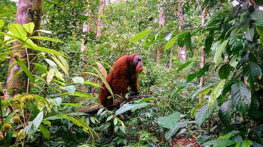 3 Days 2 Nights Orangutan Trek Bukit Lawang - Why Choose This Tour? Key Highlights in Detail