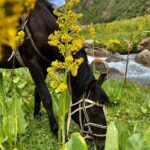 3 Days Horseback Riding to Song Kol Lake from Kyzart Village - Price & Value Analysis