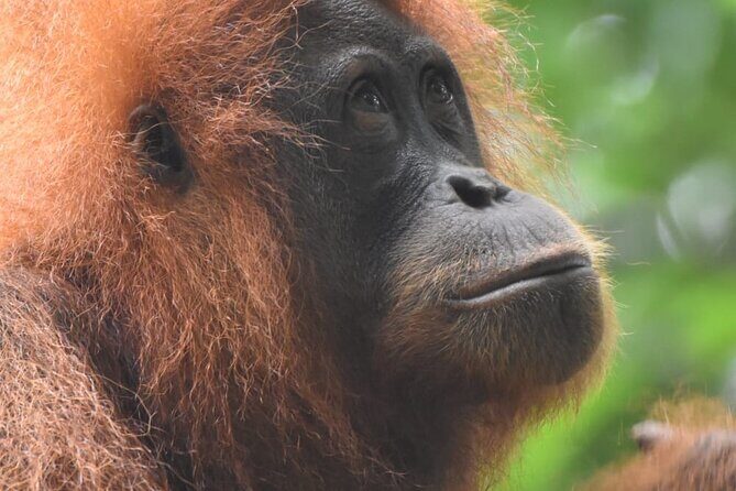 3 Days Orangutan Sumatra Jungle Trekking with Rafting - What Makes This Tour Stand Out?