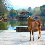 3 Days Private Osaka Kyoto and Nara Tour With English Driver - Authentic Experiences and Practical Details