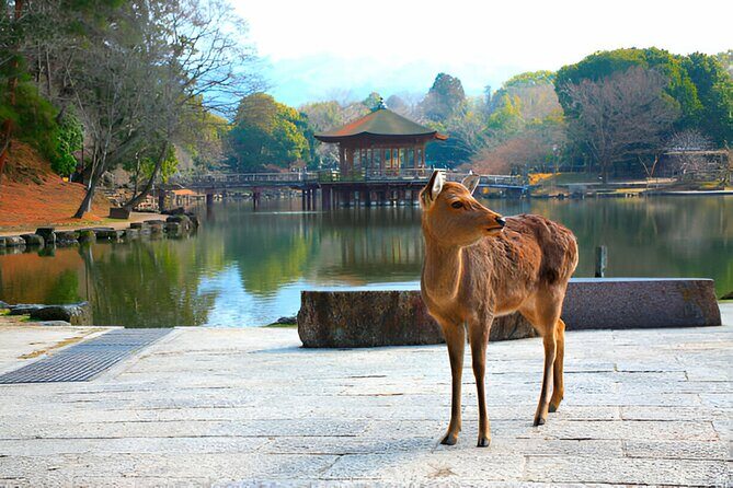 3 Days Private Osaka Kyoto and Nara Tour With English Driver - Authentic Experiences and Practical Details