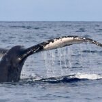 3 Hour Turtle Town Snorkel and Whale Watch Tour in Kihei - The Itinerary in Detail