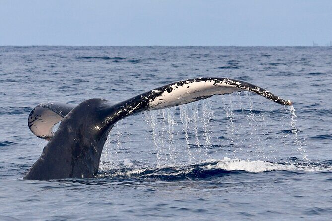 3 Hour Turtle Town Snorkel and Whale Watch Tour in Kihei - The Itinerary in Detail