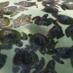 3 Islands Snorkeling with Glass Bottom Boat & GOPRO SHOOT - The Itinerary: A Quick, Action-Packed Trip