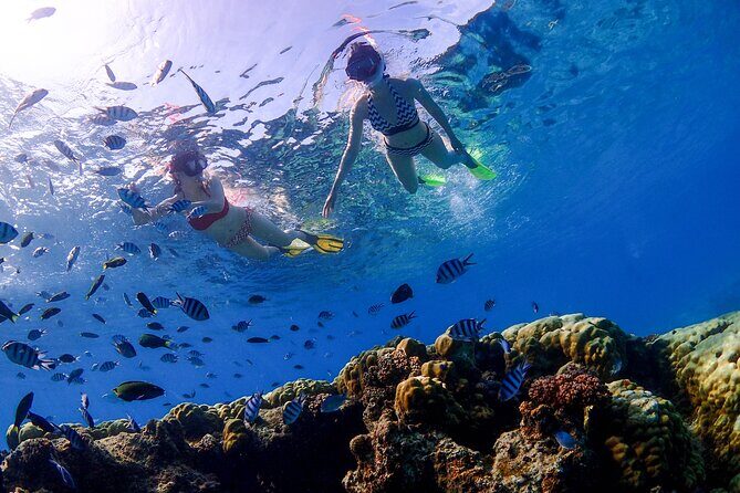3 Semporna Islands Tour with Snorkel or Diving Experience - Who Will Love This Tour?