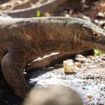 3D2N Komodo Kayak Tour - What Makes This Tour Stand Out?