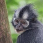 3D2N Orangutan Expedition:from Bukit Lawang - Value and Pricing