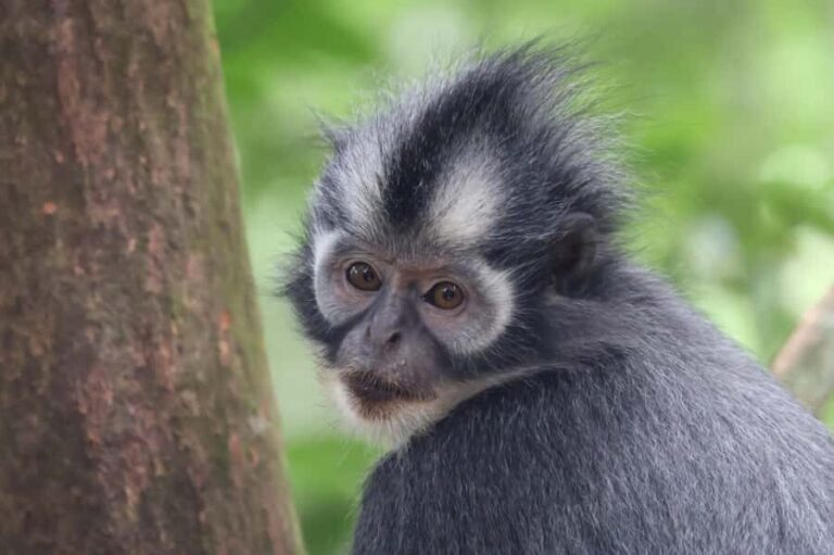 3D2N Orangutan Expedition:from Bukit Lawang - Value and Pricing