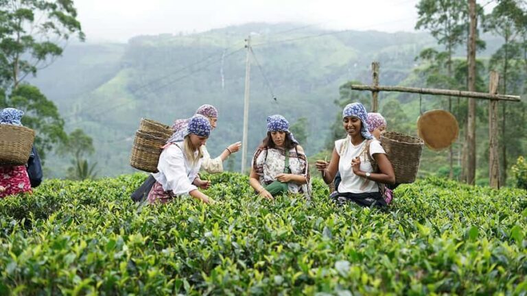 4-Day Adam's Peak climb & explore tea plantation with Hotels - What We Loved About This Tour