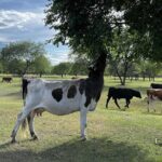 4 Day Nomadic Life Experience In Northern Mongolian - Final Thoughts