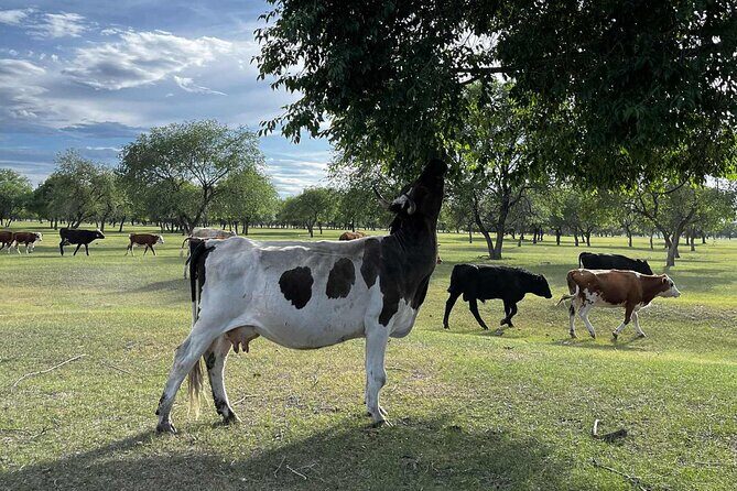 4 Day Nomadic Life Experience In Northern Mongolian - Final Thoughts