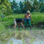 4 Days 3 Nights Explore Bali with Package Tours - Transportation and Comfort