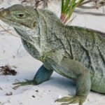 4-Hour Catamaran Sail and Snorkel Tour from Grace Bay - Authenticity and Overall Value