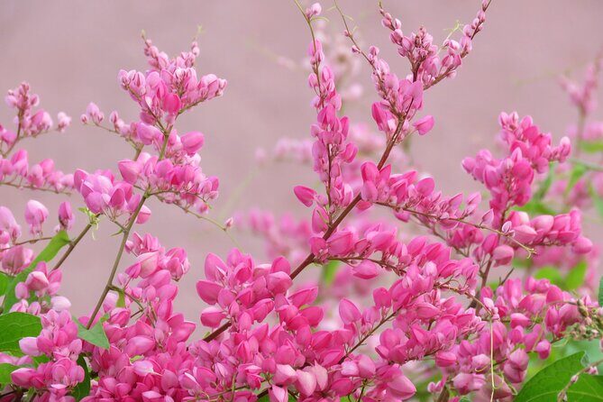 4 hour Individual Island Tour for 1 to 12 persons - FAQs