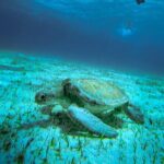 4 Hour Snorkeling Tour in Cozumel - Why This Tour Stands Out