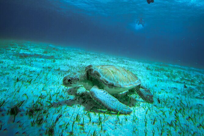 4 Hour Snorkeling Tour in Cozumel - Why This Tour Stands Out