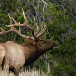 4 Hour Wildlife Safari in Grand Teton National Park - Final Thoughts