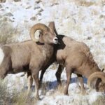 4 Hour Wildlife Safari in Grand Teton National Park - Who Will Love This Tour?