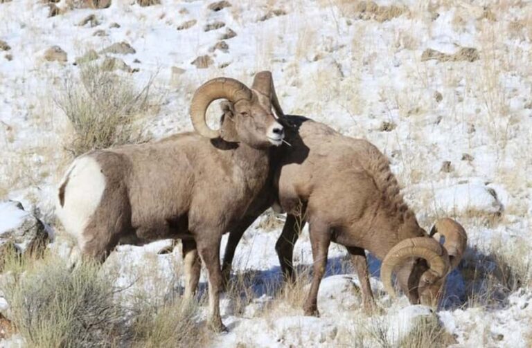 4 Hour Wildlife Safari in Grand Teton National Park - Who Will Love This Tour?