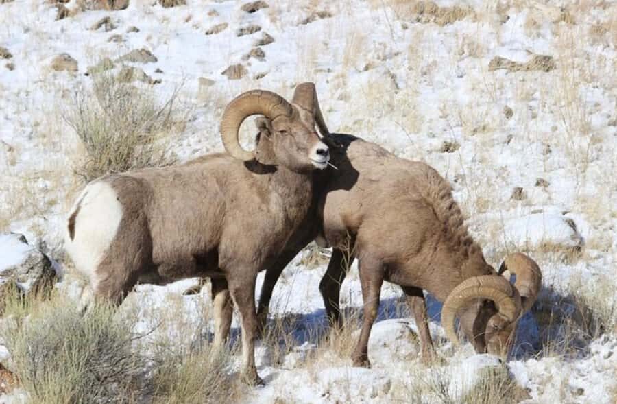 4 Hour Wildlife Safari in Grand Teton National Park - Who Will Love This Tour?