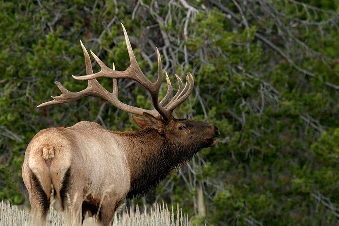4 Hour Wildlife Safari in Grand Teton National Park - Final Thoughts