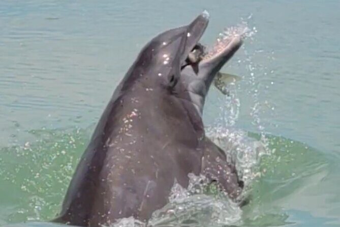 4 hours Private Eco Boat Tour Wildlife and Nature around islands - Why This Private Eco Boat Tour Stands Out