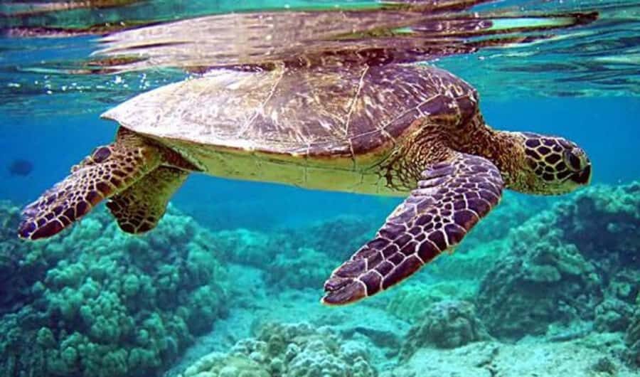 4 Spot Nusa Penida Snorkeling Manta Rays Reefs & 2 Hours Spa - The Meal and Relaxation