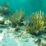 4-Stop Stingray, Snorkel, Star Fish & 7 Mile Beach (Family Owned) - Final Thoughts: Who Will Love This Tour?