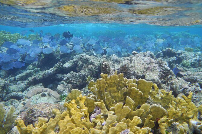 4 Stops Tour: Stingray, Snorkeling, Starfish & 7 Mile Beach - Comfort, Convenience, and Value