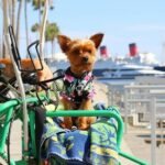 4-Wheel Surrey Cycle Rental in Long Beach Shoreline Village - Final Thoughts