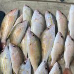 4HR-Halfday Private Fishing Tour in Gracebay - The Experience: What to Expect