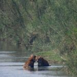 4Nights 5Days Bardia Tiger Tracking Tour |Bardia Jungle Safari - Is This Tour Right for You?